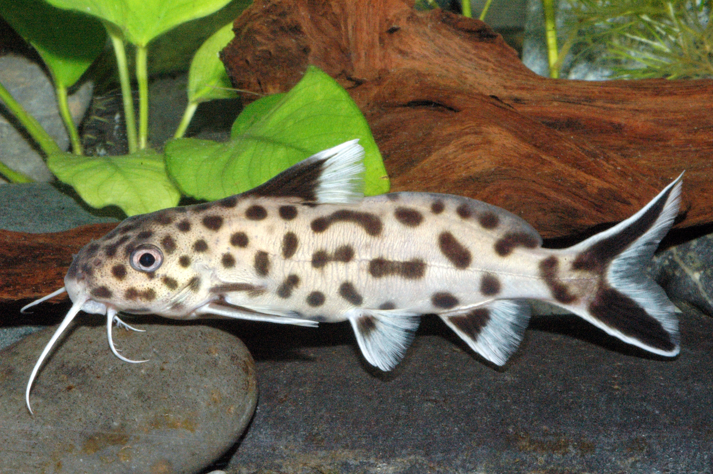 Synodontis cf. polli „White“ – Dähne Aquaristik