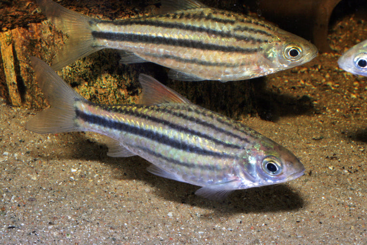 „Linienbarbe“ – Dähne Aquaristik