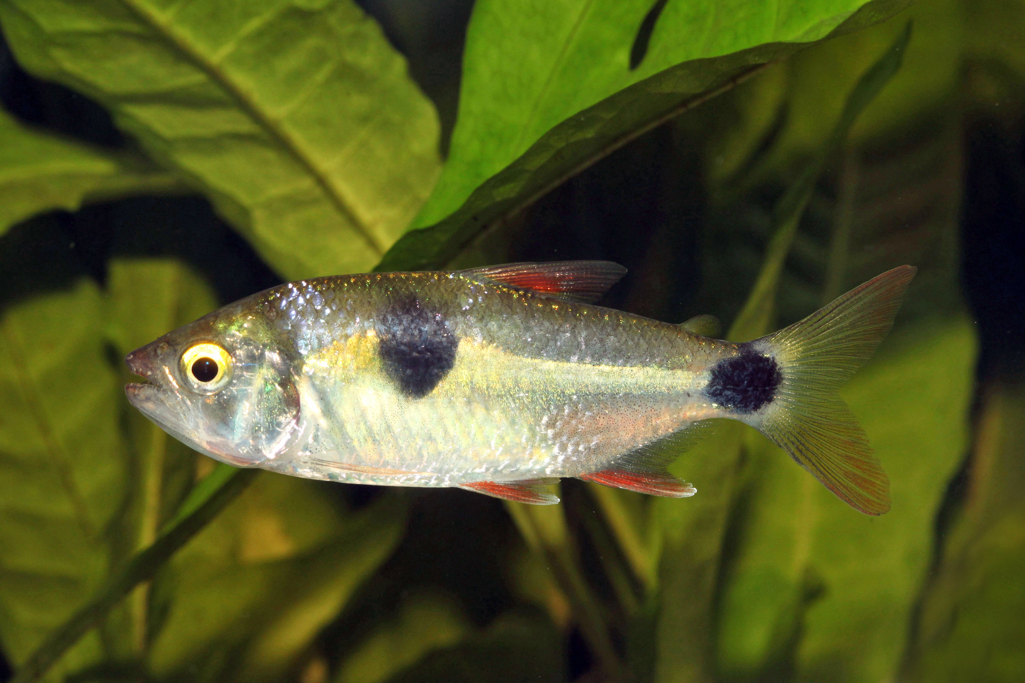 Zweitupfen-Raubsalmler – Dähne Aquaristik