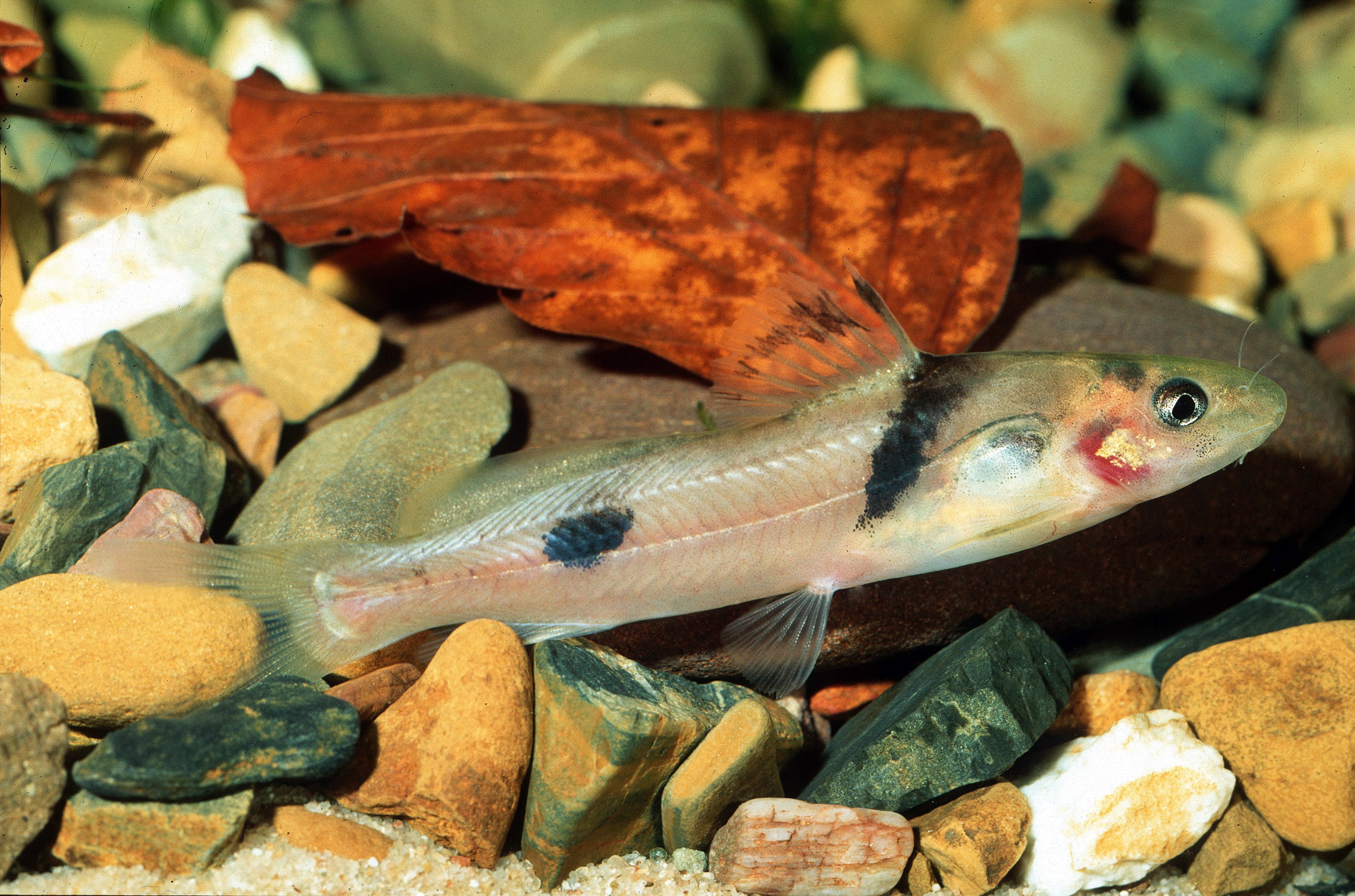 Querstreifen-Stachelwels – Dähne Aquaristik