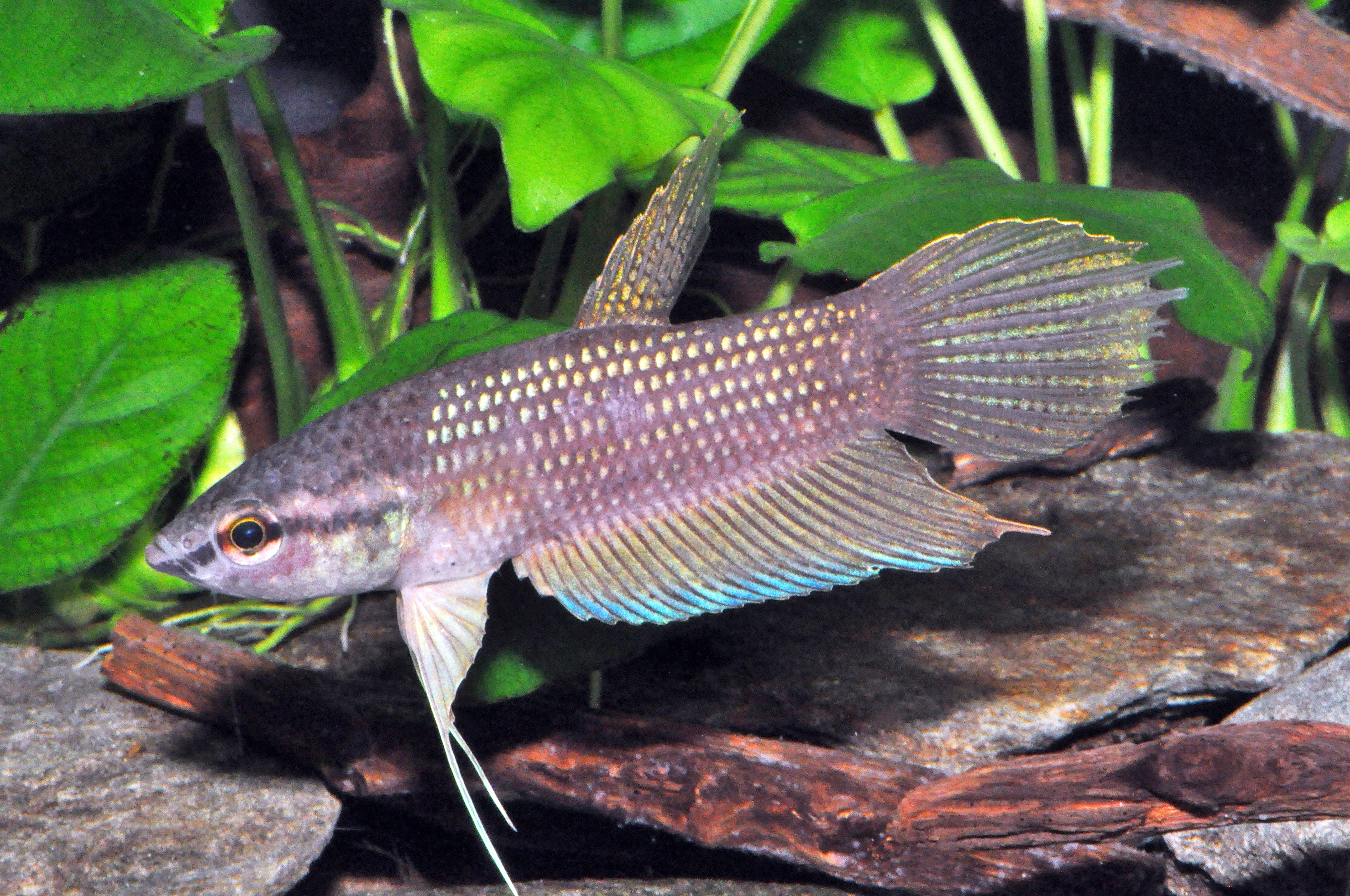 Grünwangen-Kampffisch – Dähne Aquaristik