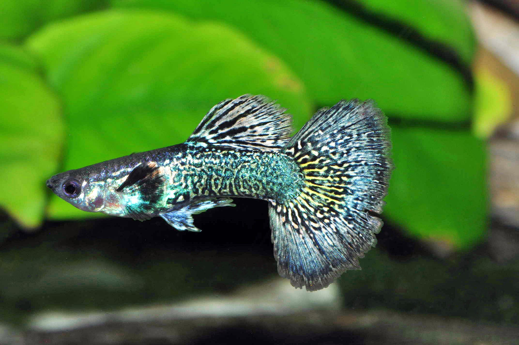 Blaubeer-Guppy – Dähne Aquaristik