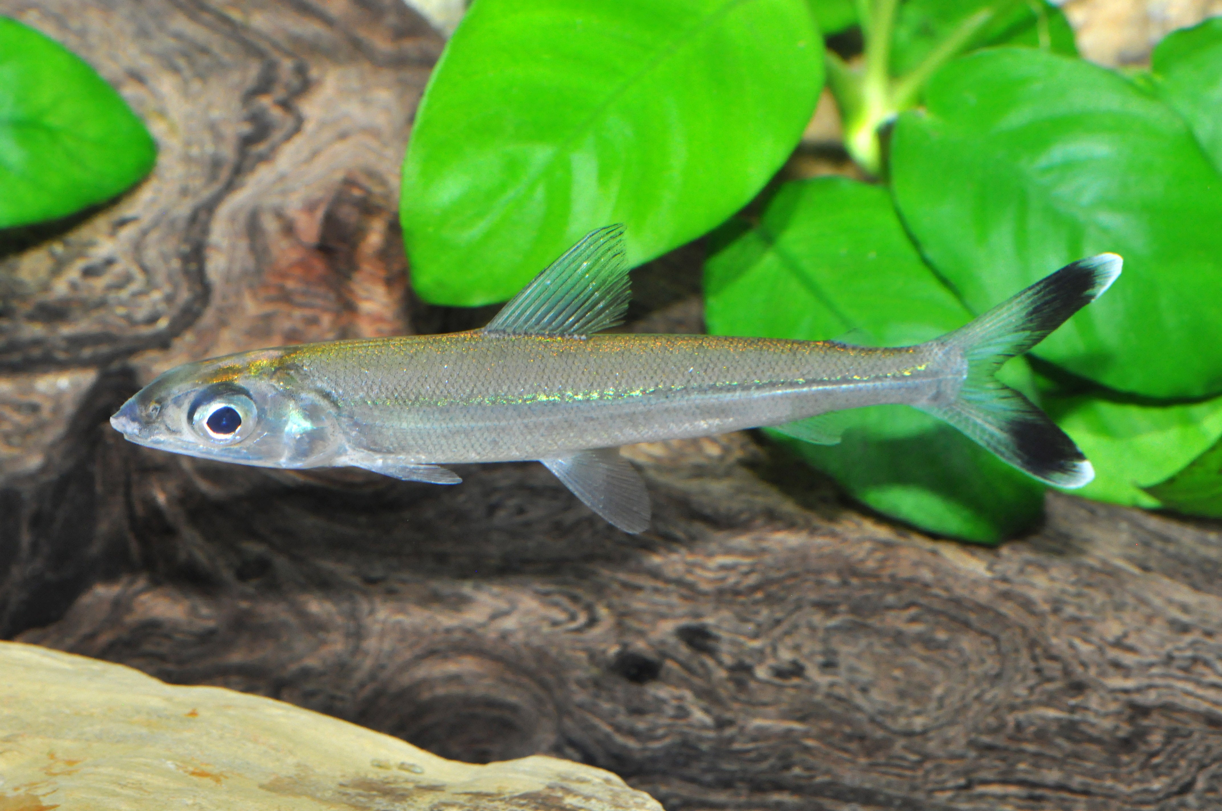 Flaggenschwanz-Federsalmler – Dähne Aquaristik