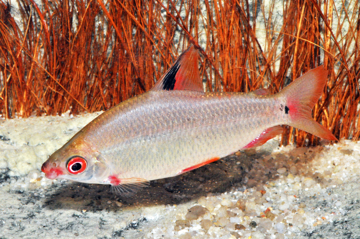 Roter Distichodus – Dähne Aquaristik
