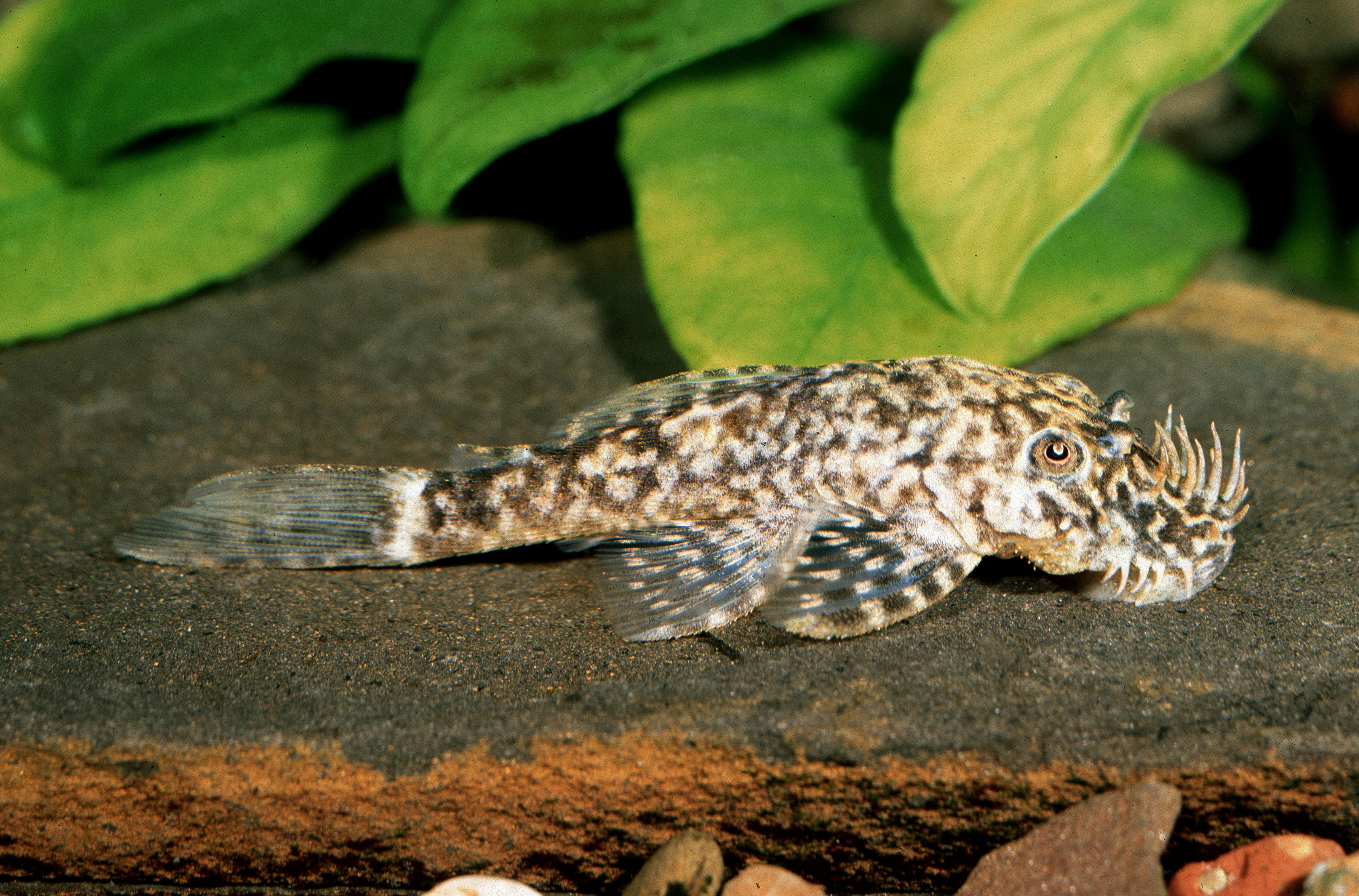 Iriri-Zwergantennenwels – Dähne Aquaristik