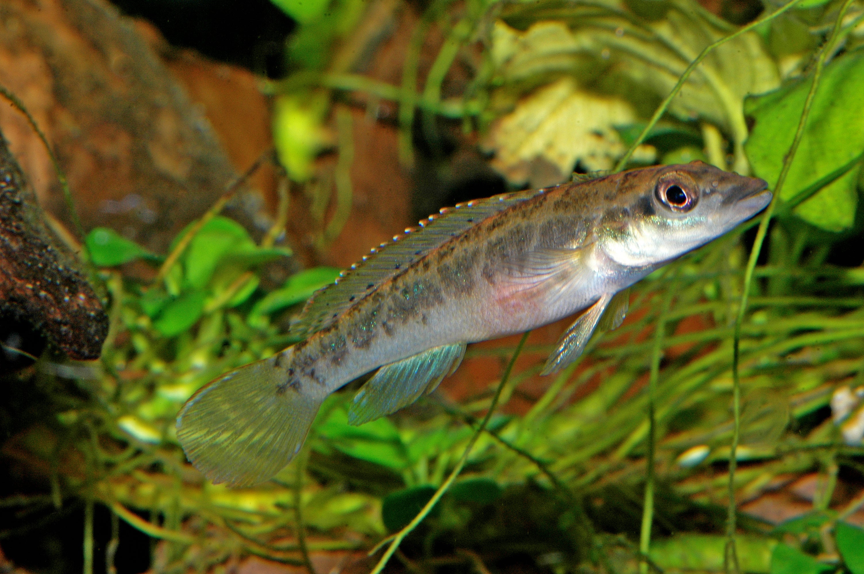 Grundel-Hechtbuntbarsch – Dähne Aquaristik