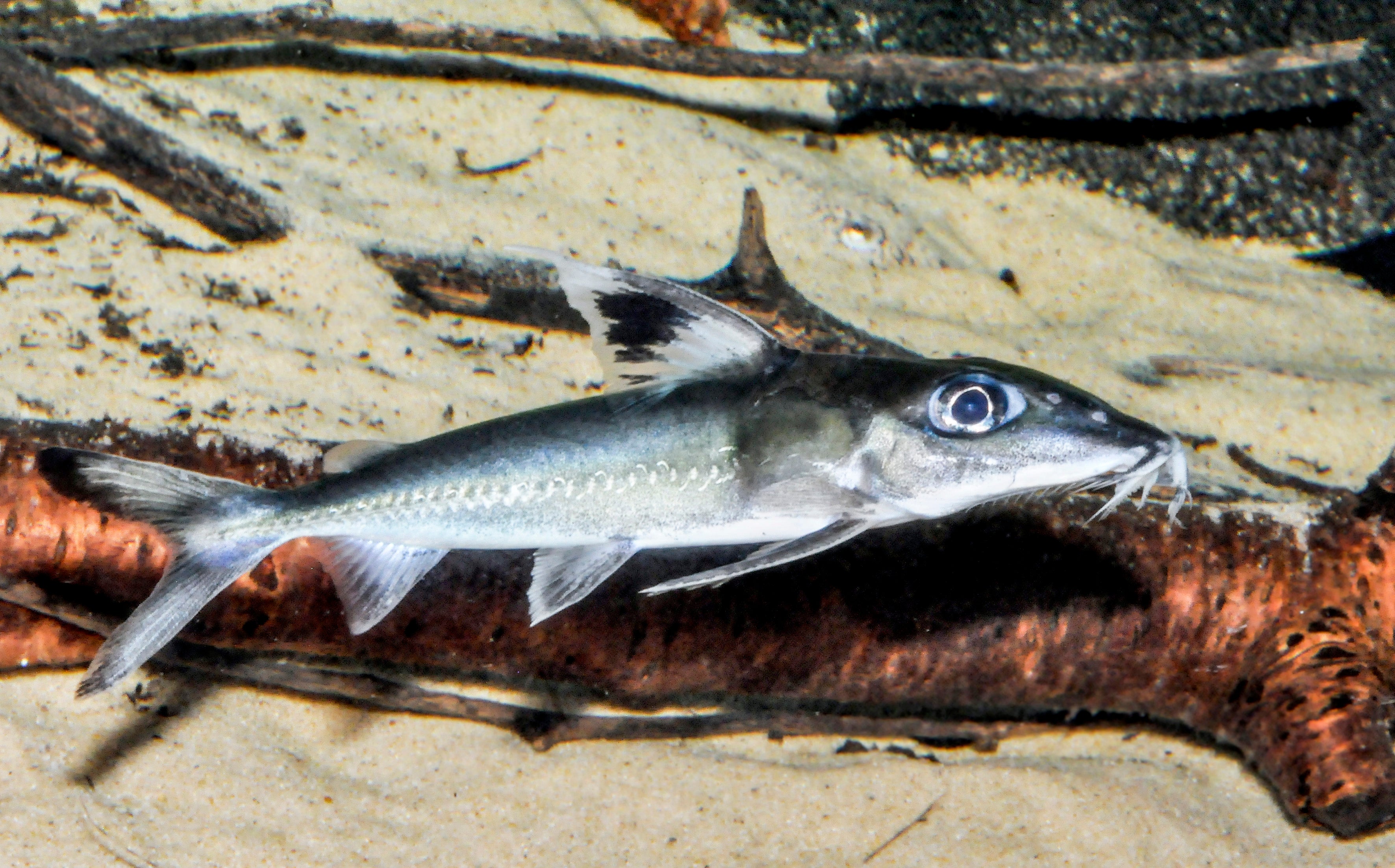 Schwarzfleck-Dornwels – Dähne Aquaristik