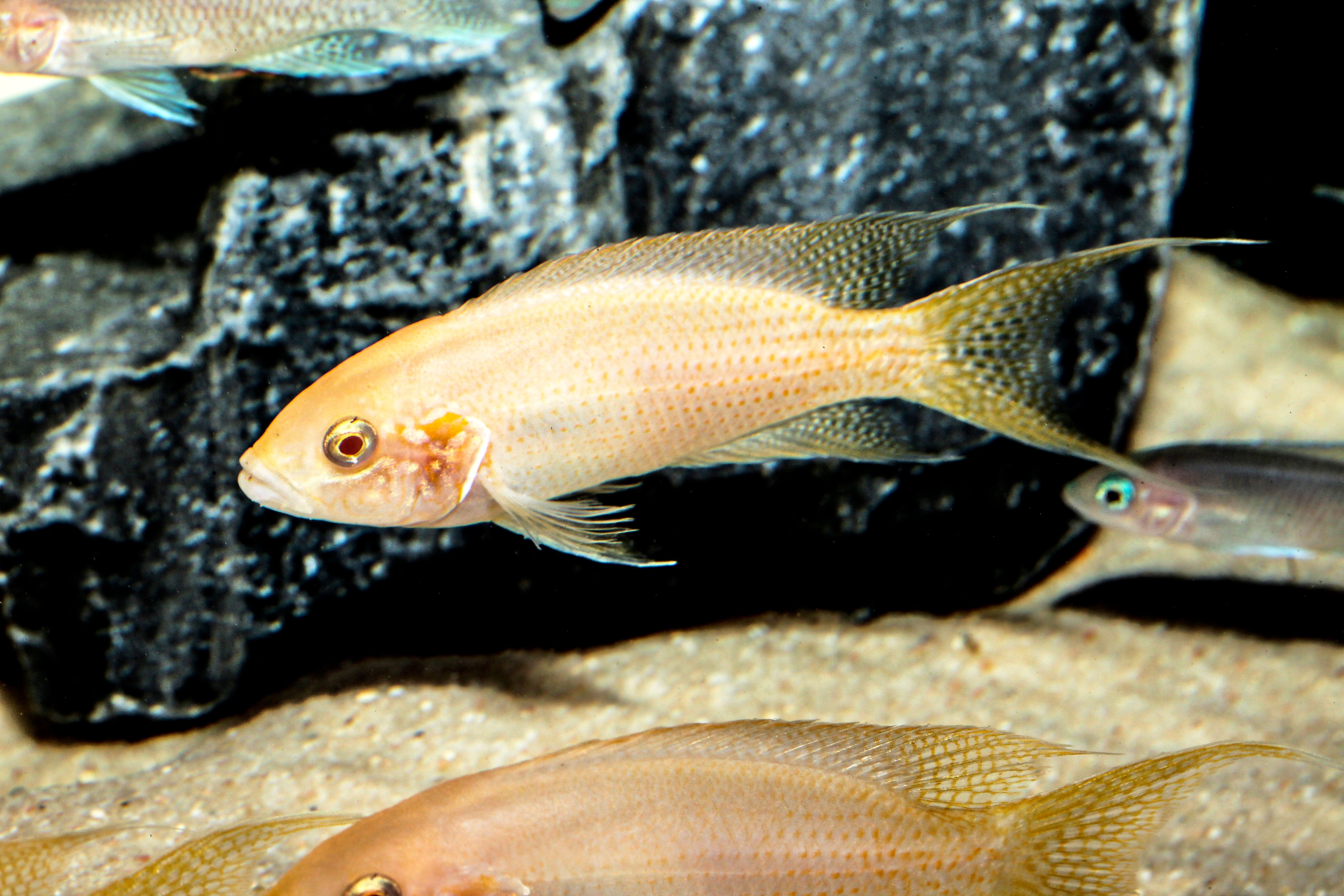 Albinos auf Wunsch? – Dähne Aquaristik