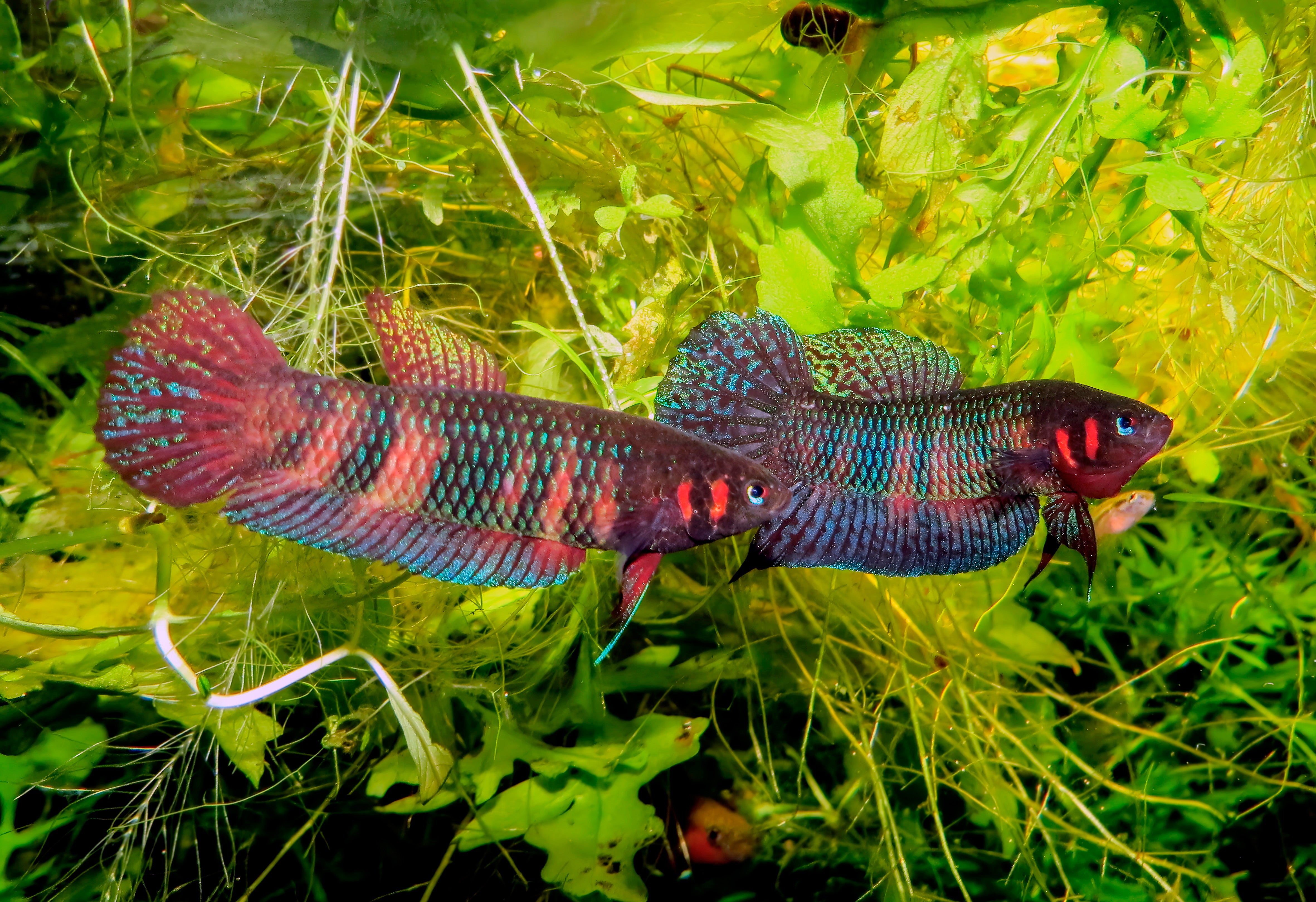 Eine eindrucksvolle Schönheit – Dähne Aquaristik