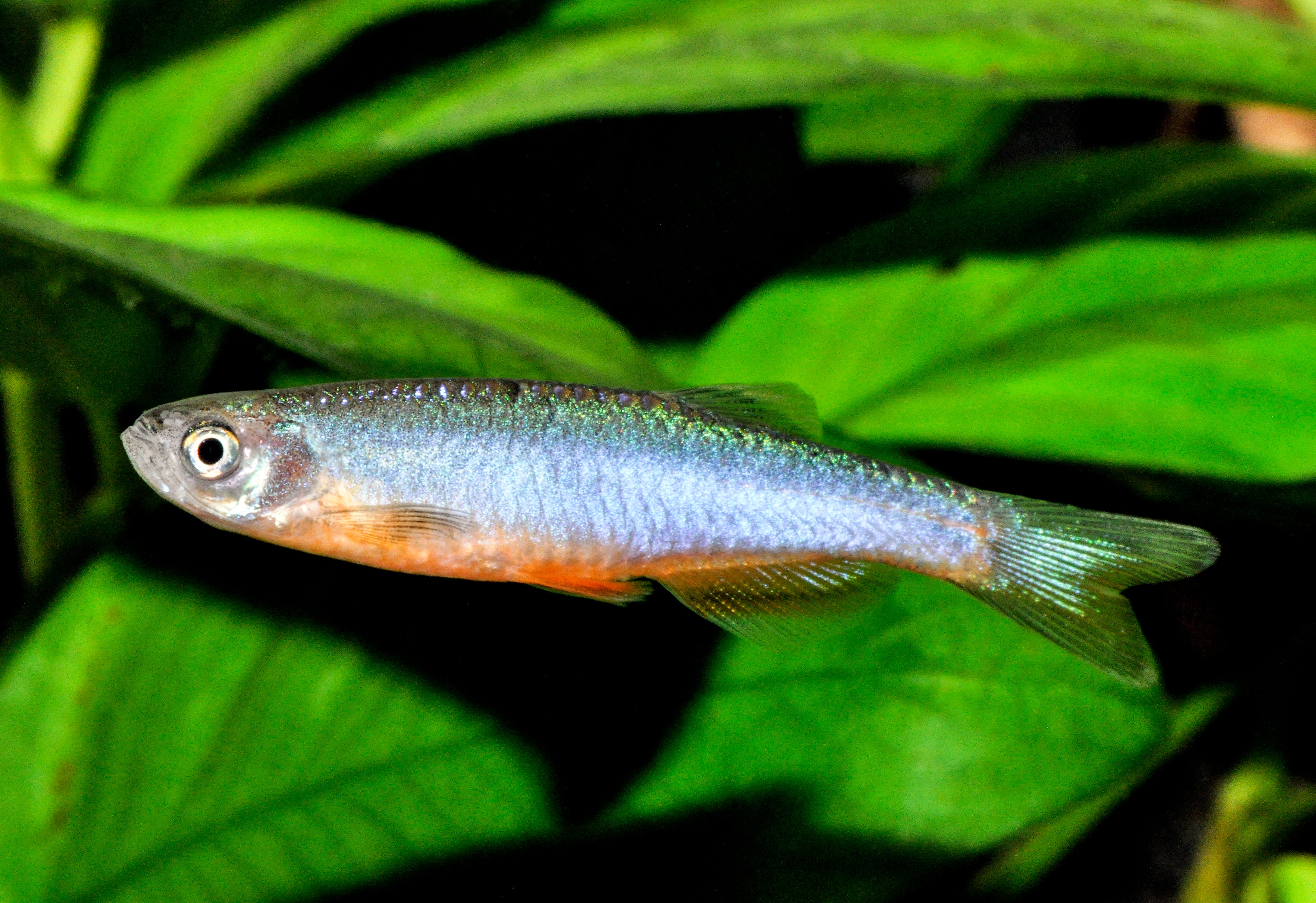 Rosenbärbling – Dähne Aquaristik