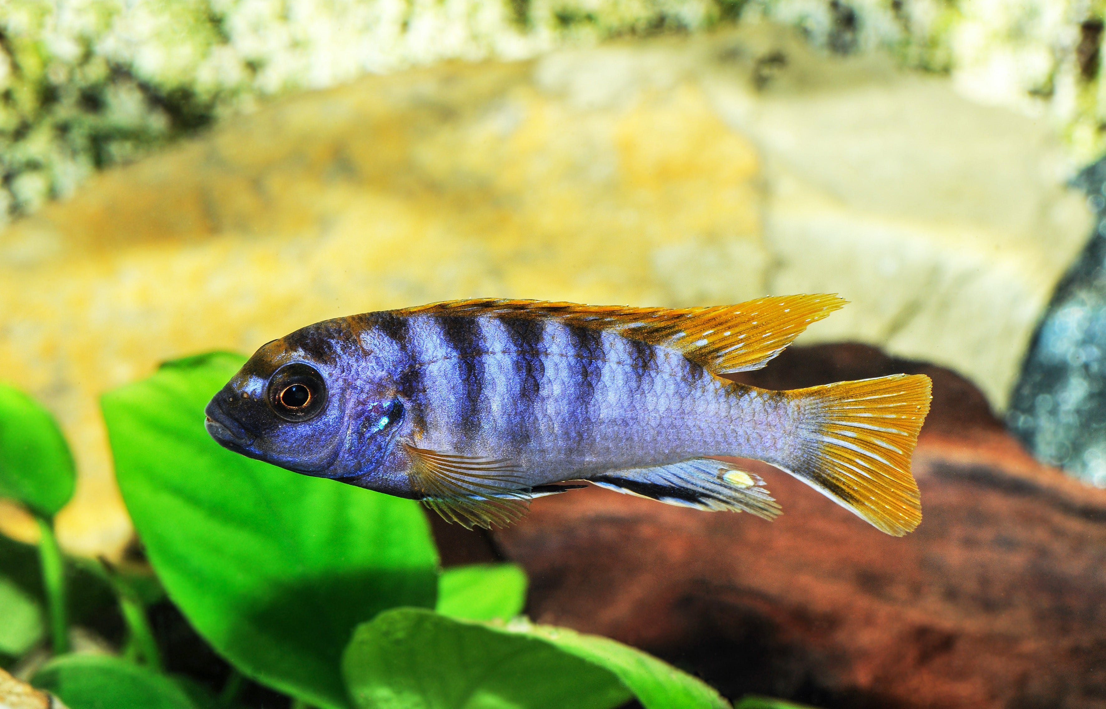 "Mbamba Bay"-Maulbrüter – Dähne Aquaristik