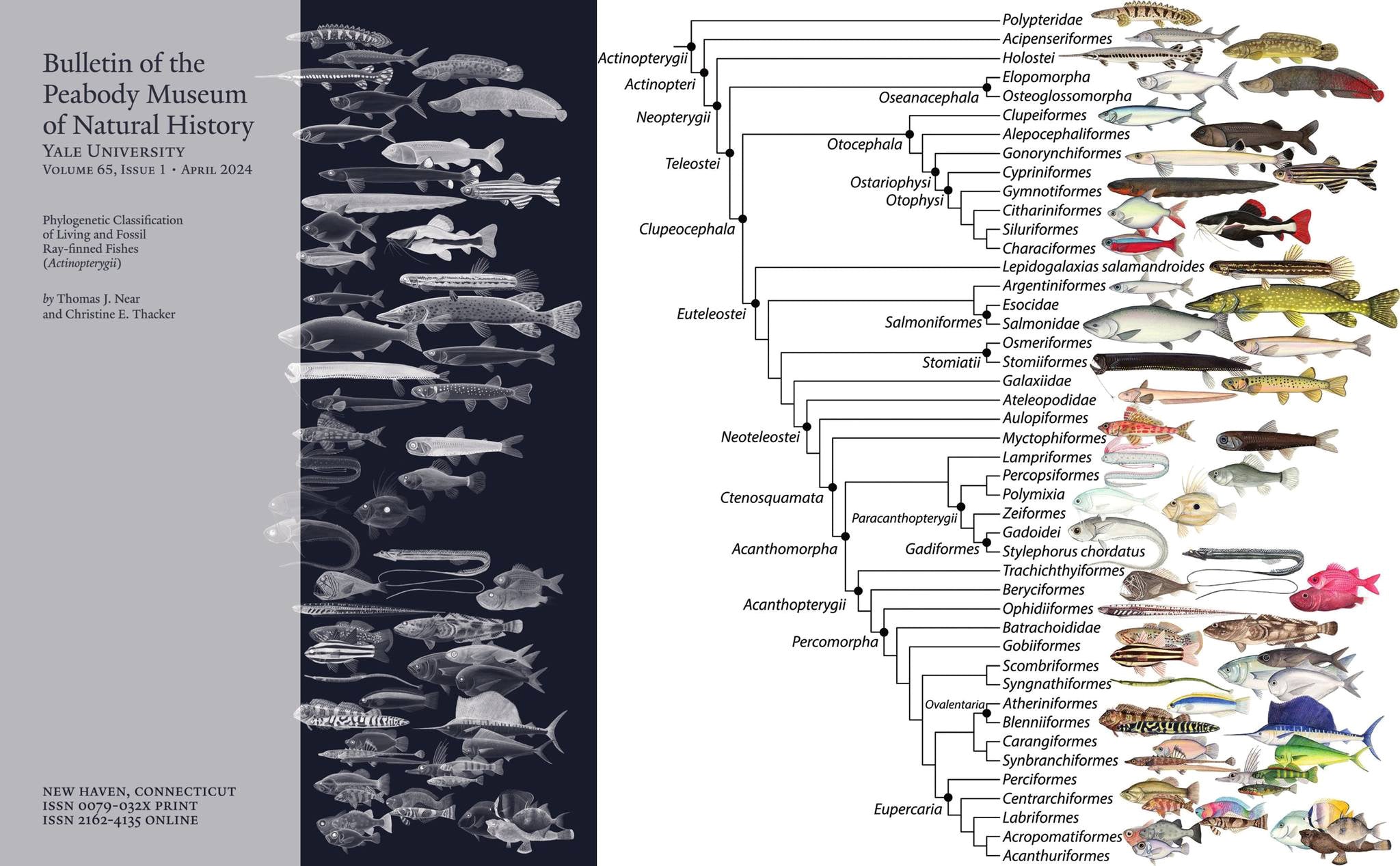 Neuordnung der Knochenfische – Dähne Aquaristik