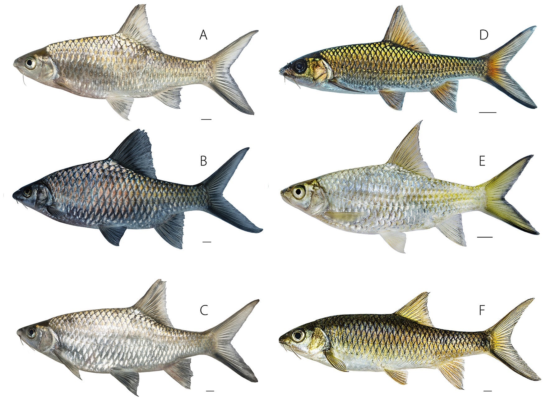 Gattung Poropuntius revidiert – Dähne Aquaristik