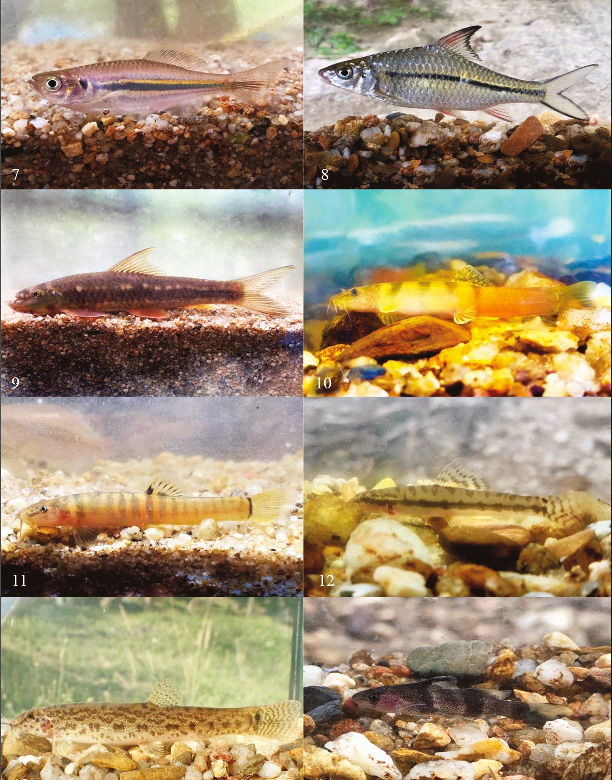 Neun Fische aus Westthailand – Dähne Aquaristik